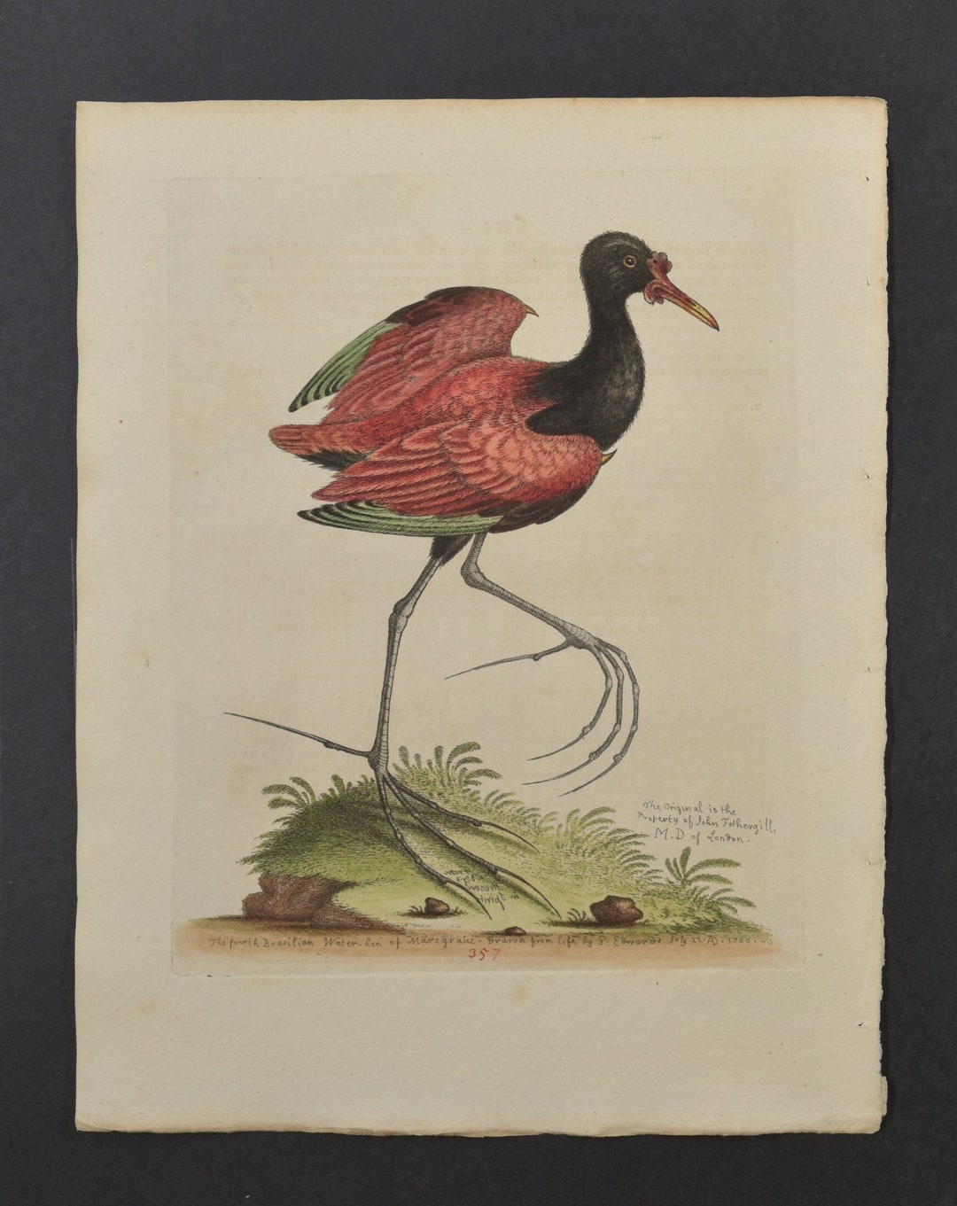 Original 1760 George Edwards Bird Print - Plate 357 - Spur Winged Water ...