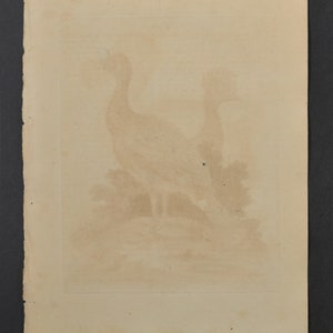 Original 1758 George Edwards Bird Print - Plate 295 - Curasso Bird and ...