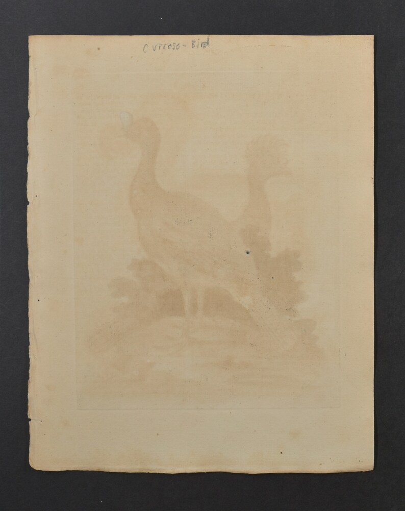 Original 1758 George Edwards Bird Print - Plate 295 - Curasso Bird and ...