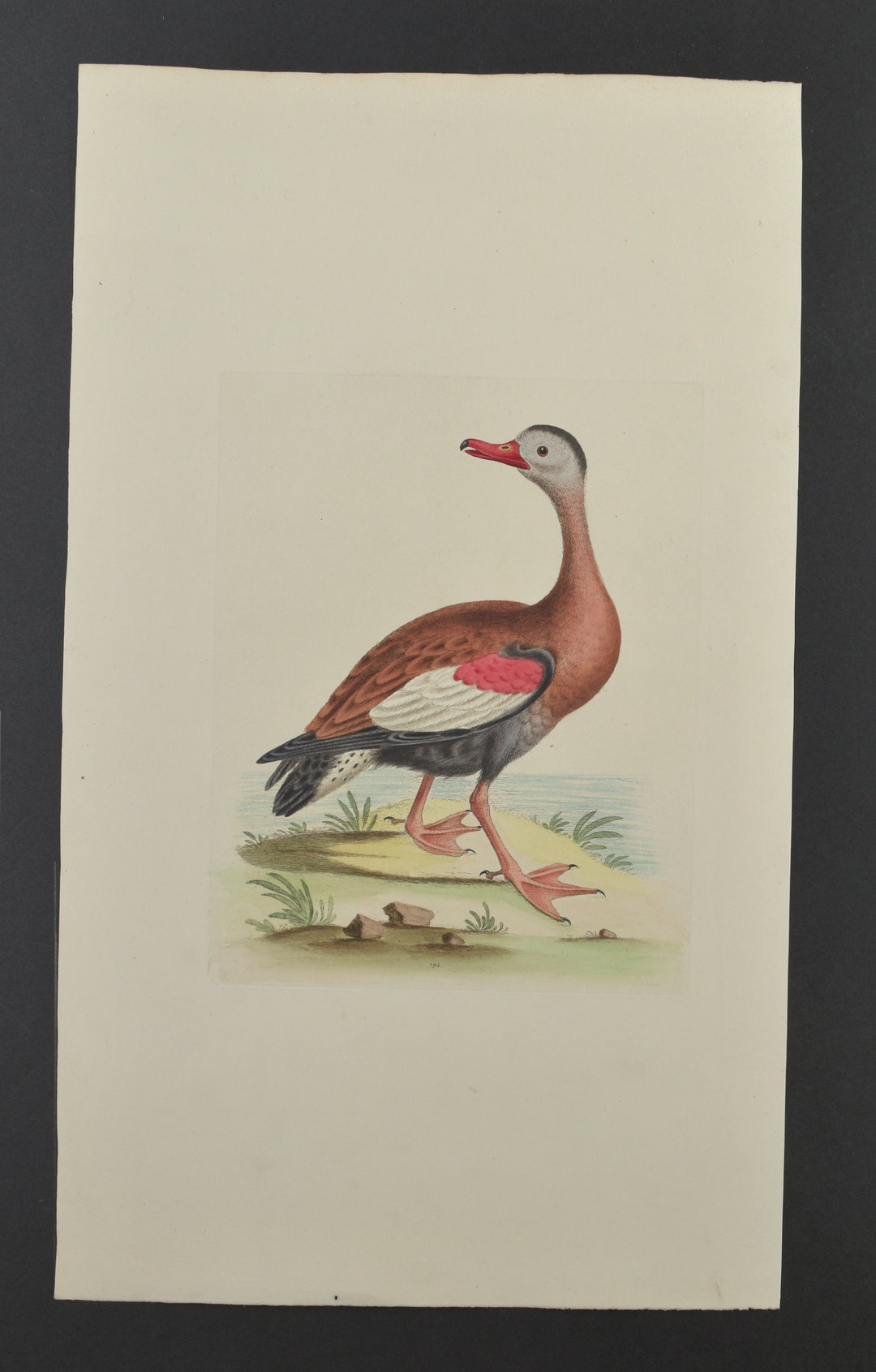 Original Folio George Edwards Bird Print - Plate 194 - Red Billed ...