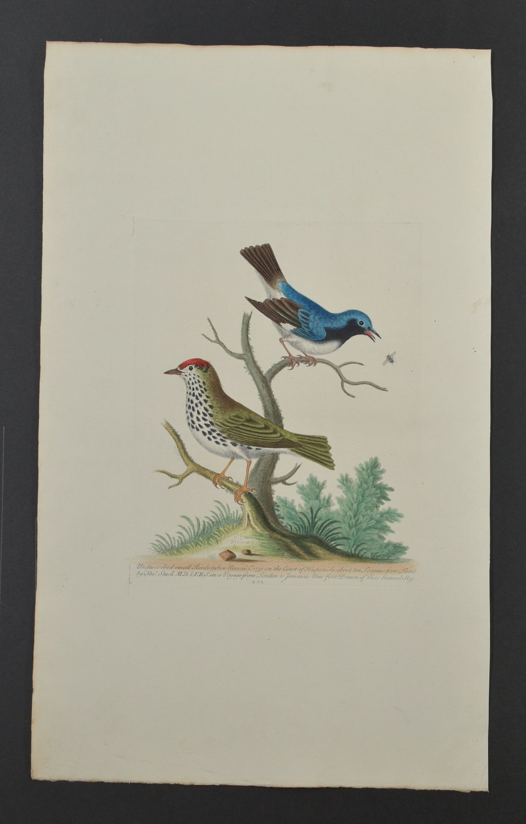 Original Folio George Edwards Bird Print - Plate 252 - Golden Crowned ...