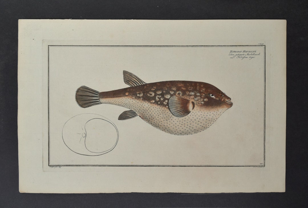 Original 18th Century Markus Elieser Bloch Fish Print Plate 143 Puffer ...