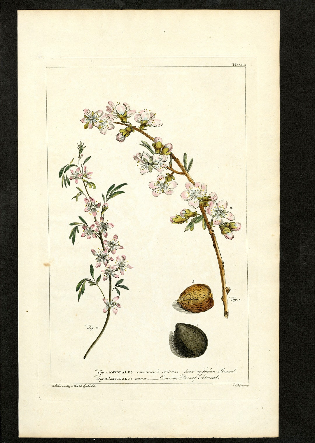 Original Phillip Miller Print 1807 Sweet or Jordan Almond and Dwarf ...