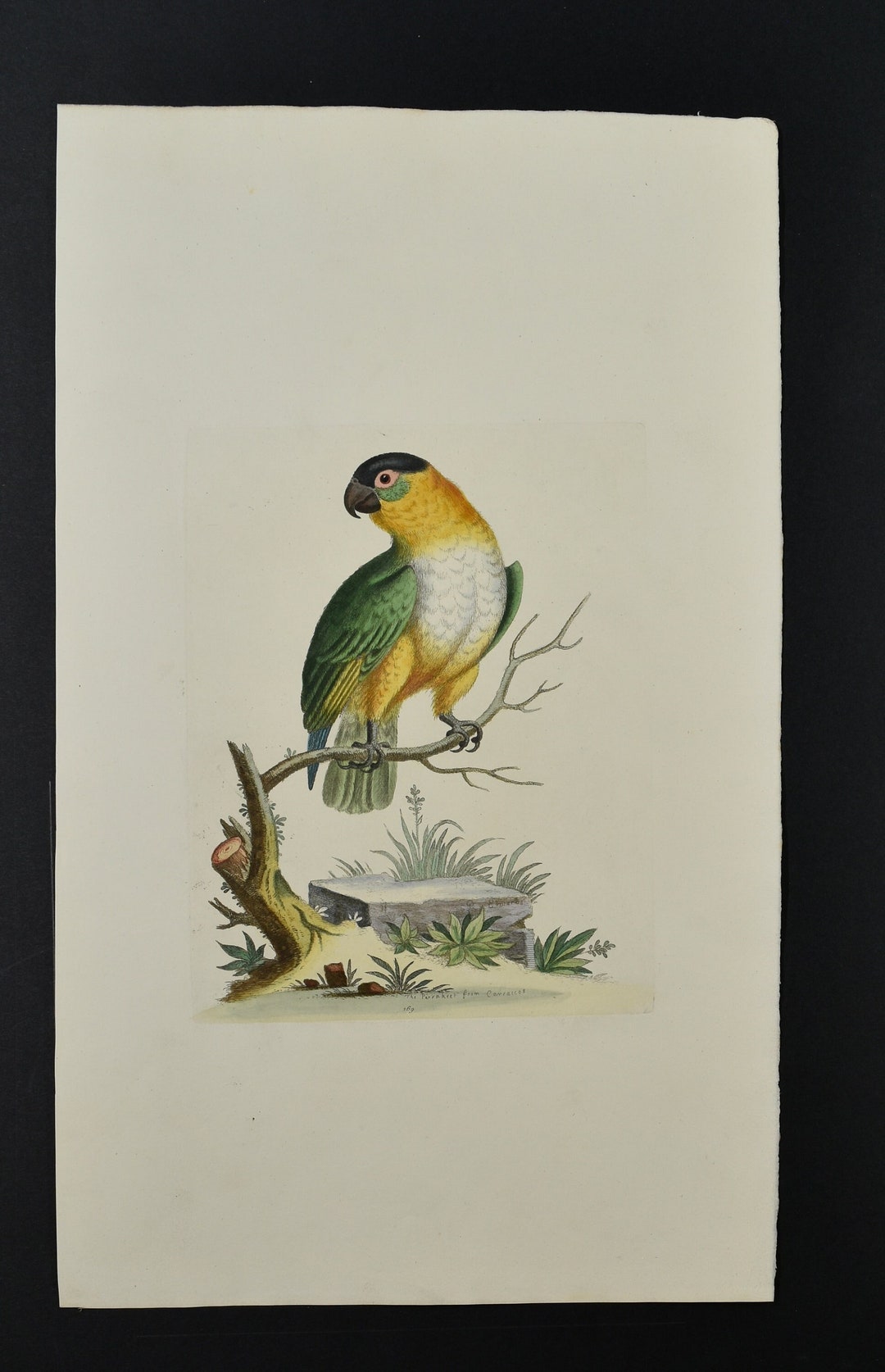 Original Folio George Edwards Bird Print - Plate 169 - White Breasted ...