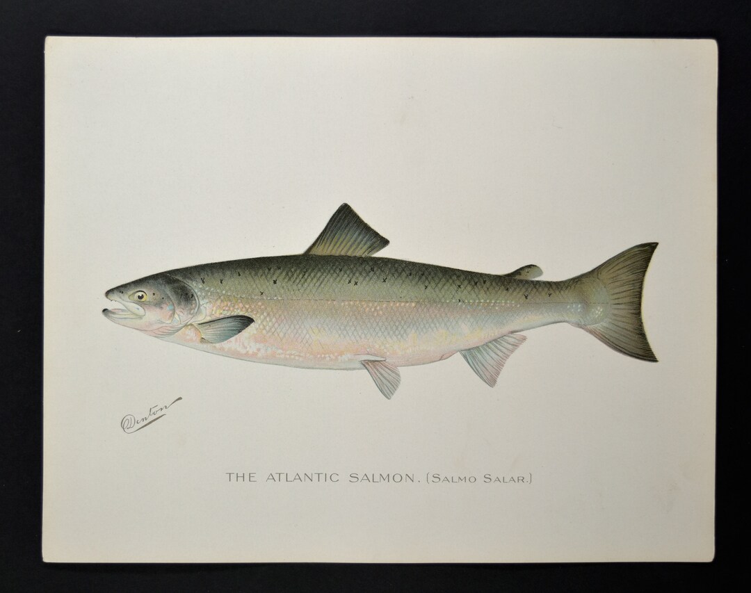 Original Denton Fish Print 'branch Herring" - Etsy