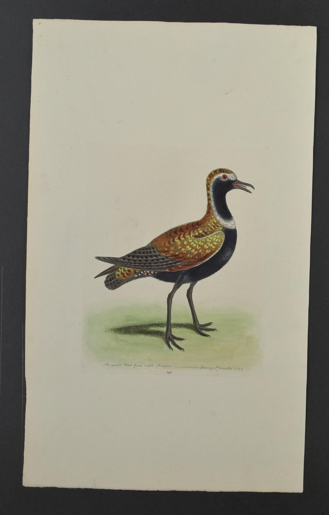 Original Folio George Edwards Bird Print - Plate 140 - Spotted Plover ...