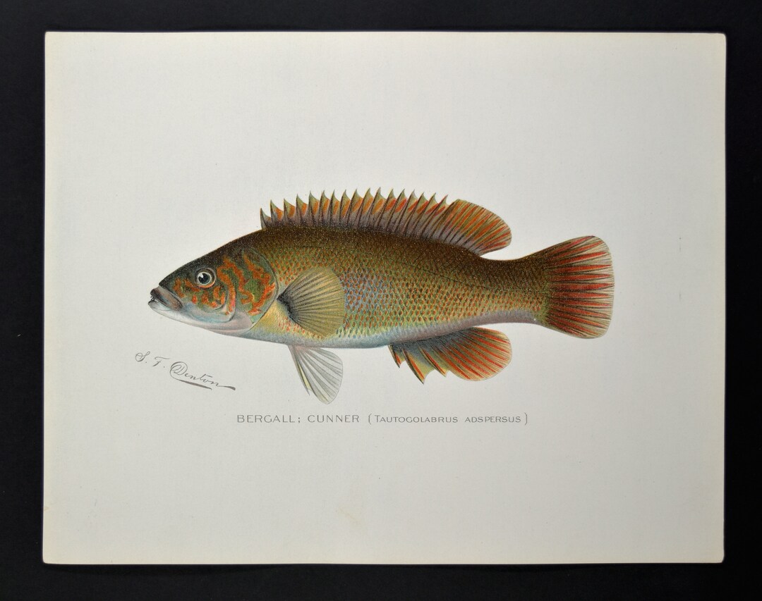 Original Denton Fish Print 'blue Perch" - Etsy