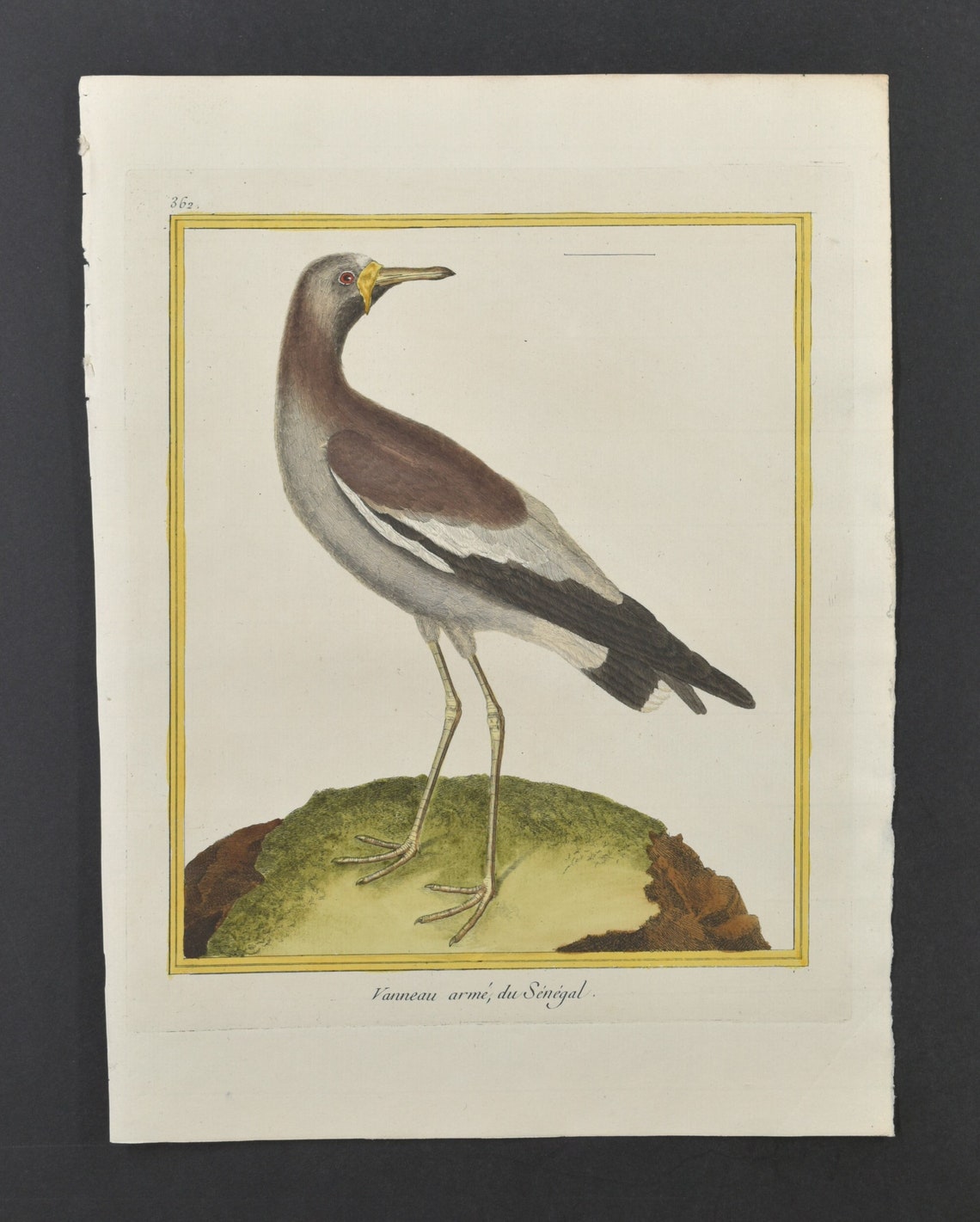 Original 18th C. Armed Lapwing Bird Print by Martinet Antique Hand ...