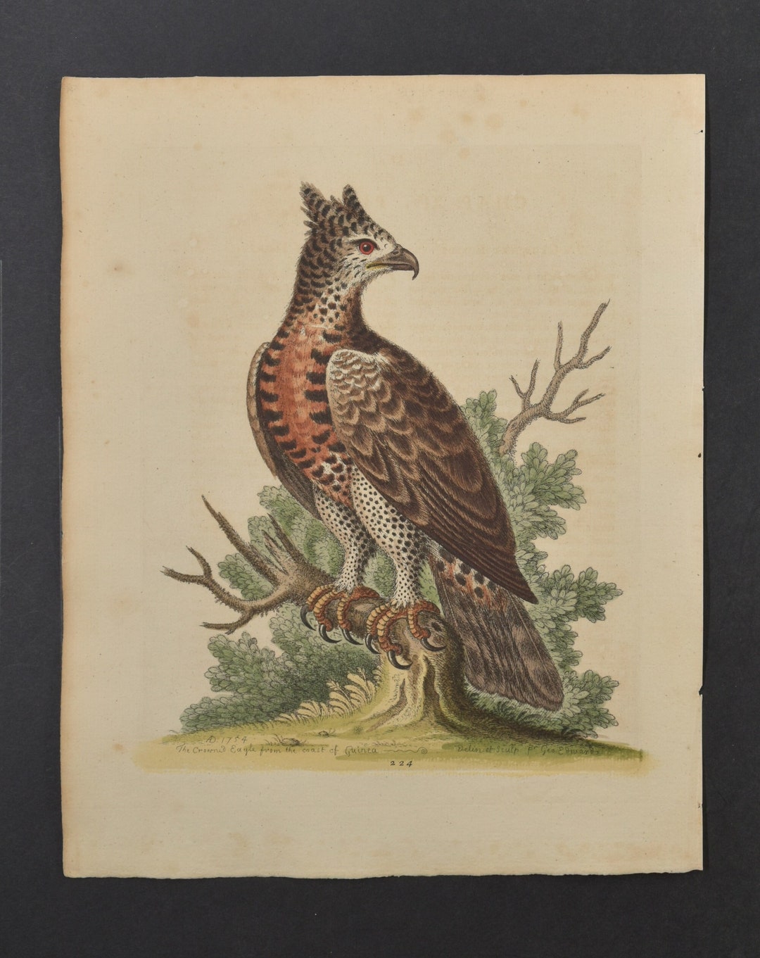 Original 1754 George Edwards Bird Print - Plate 224 - the Crowned Eagle ...