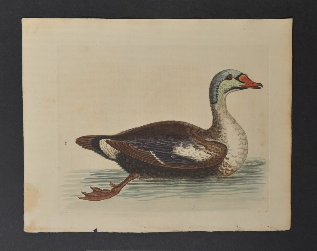 Original 1749 George Edwards Bird Print - Plate 154 - Grey Headed Duck ...