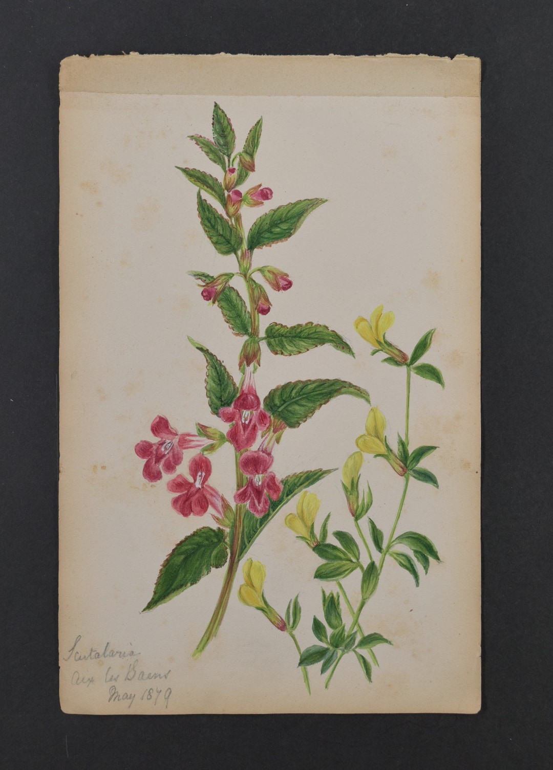 Original 19th Century Botanical Watercolor Painting - Balsam by EB - Etsy