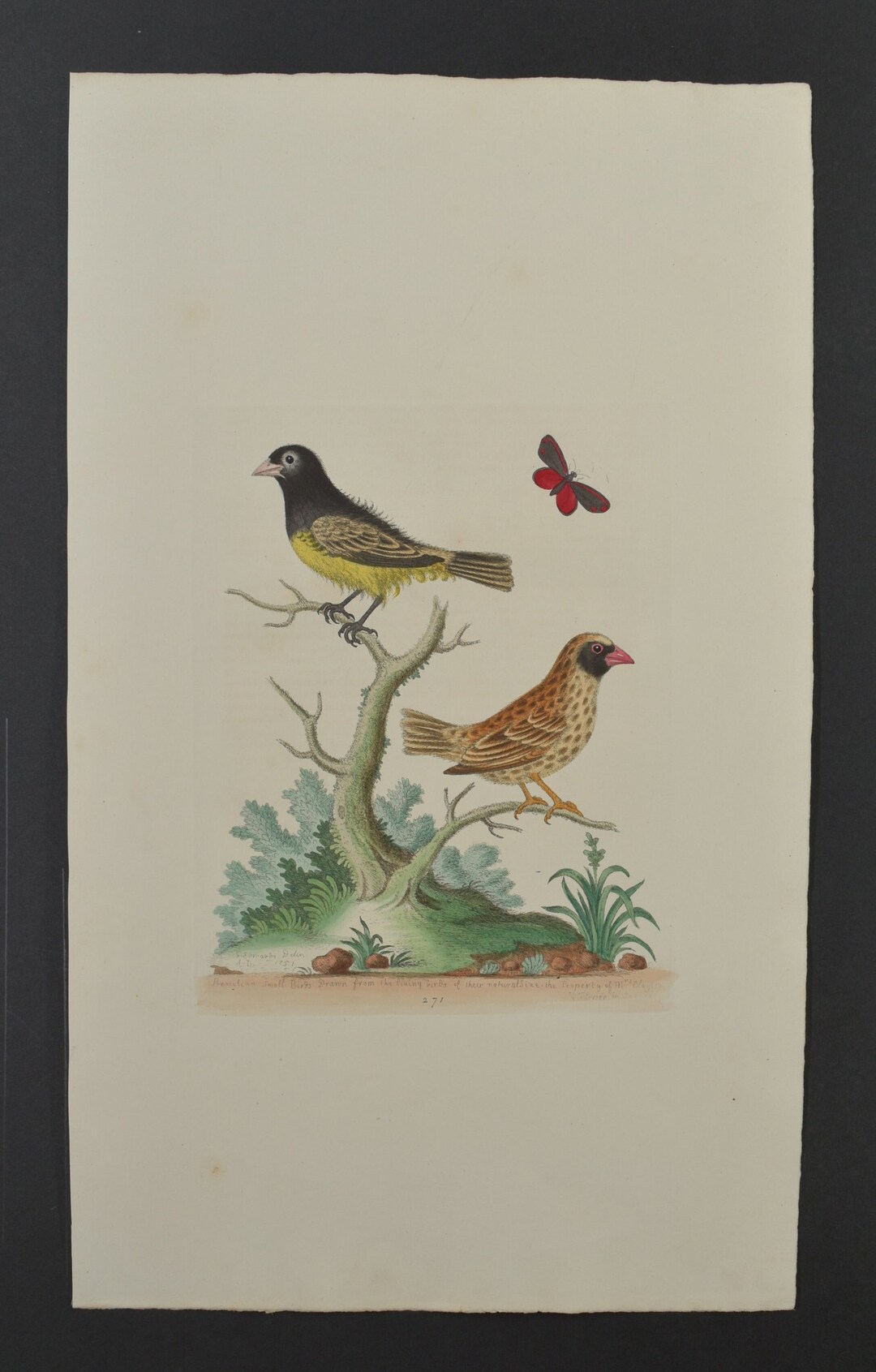 Original Folio George Edwards Bird Print - Plate 271 - Black and Yellow ...