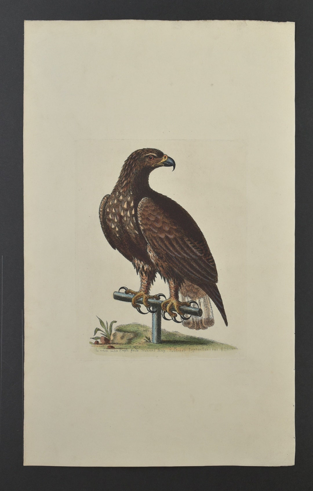 Original Folio George Edwards Bird Print - Plate 1 - White Tailed Eagle ...