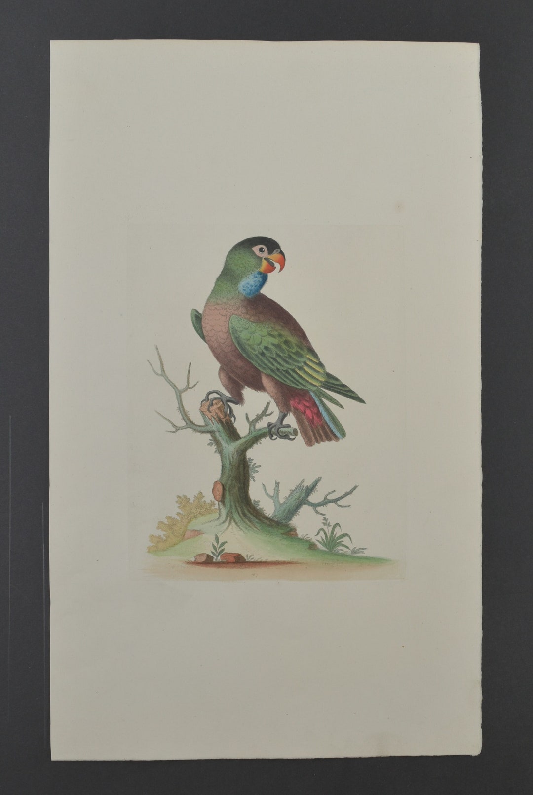 Original Folio George Edwards Bird Print - Plate 167 - Dufky Parrot - Etsy