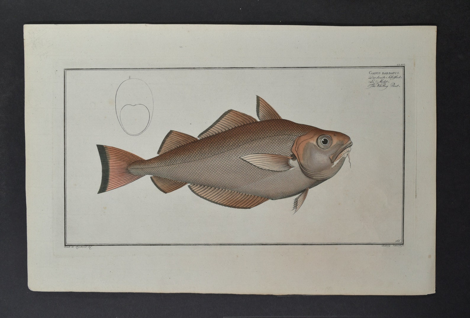 Original 18th Century Markus Elieser Bloch Fish Print Plate 166 the ...