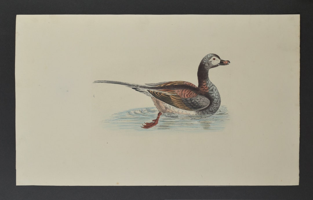 Original Folio George Edwards Bird Print - Plate 156 - Long Tail'd Duck ...