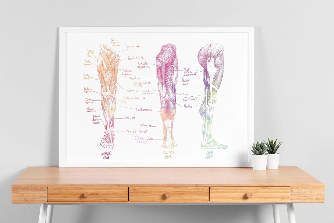 Watercolor Sketch Muscular System Poster - Human Anatomy Orthopedic ...