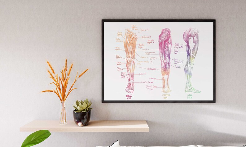 Watercolor Sketch Muscular System Poster - Human Anatomy Orthopedic ...