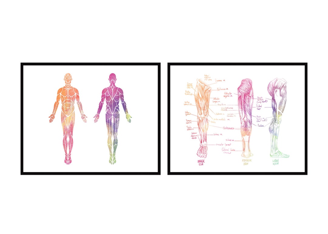 Watercolor Muscular System Set of 2 - Human Anatomy Orthopedic Body ...
