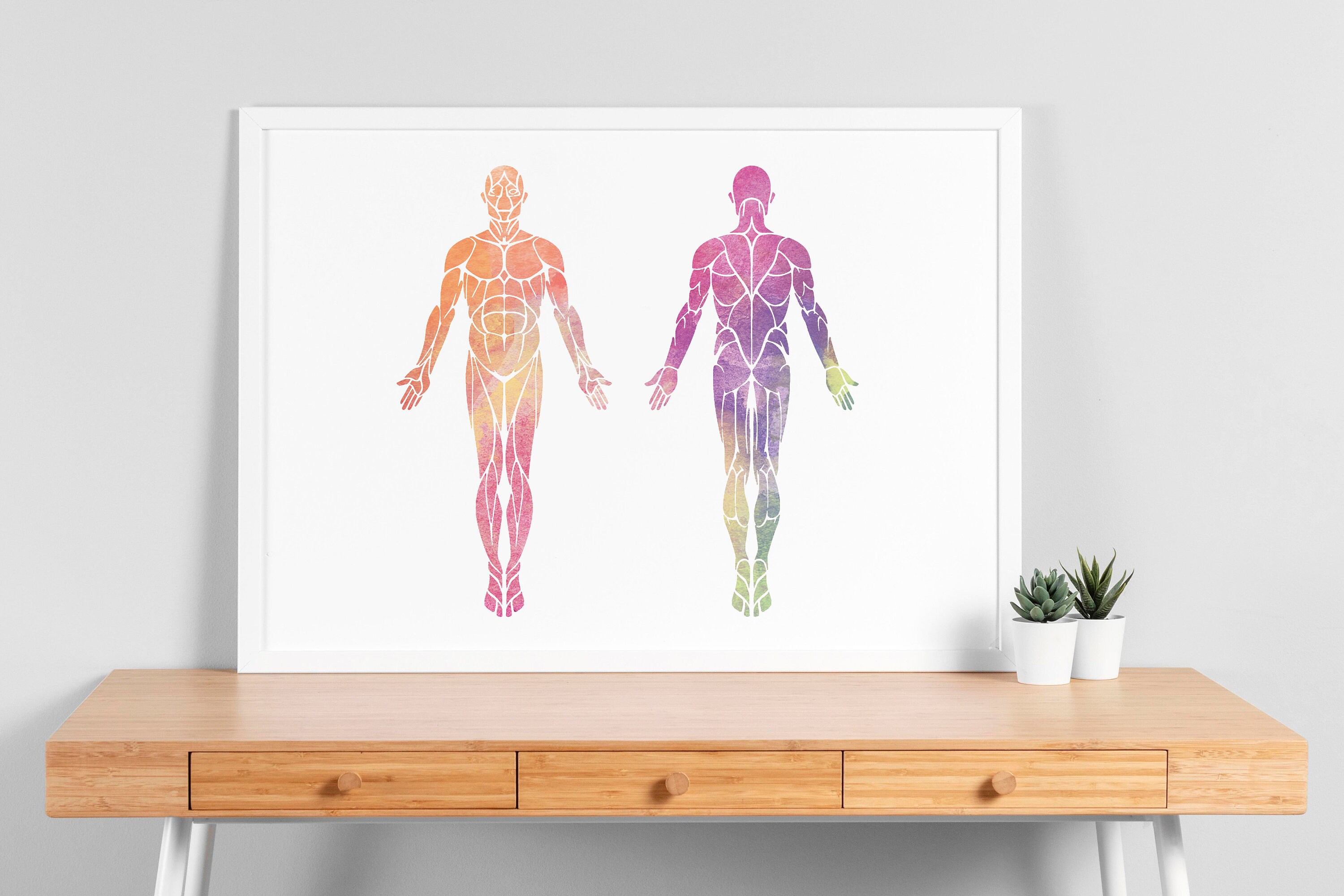 Watercolor Muscular System Poster Human Anatomy Orthopedic - Etsy
