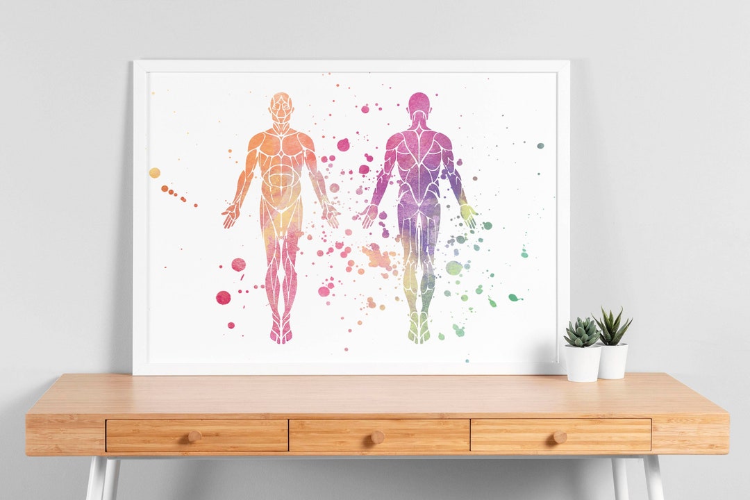 Watercolor Muscular System Poster - Human Anatomy Orthopedic Body ...