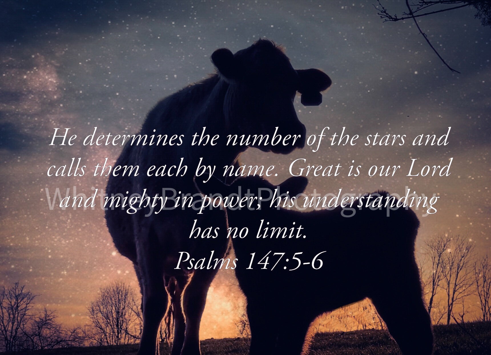 Inspiring Bible Verse, Cows, Cattle, Stars - Etsy