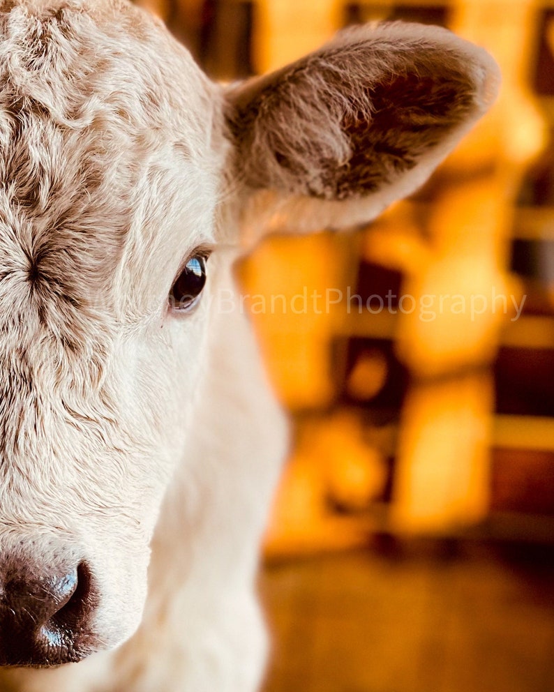 Cute Cow, Baby Cow, Calf, Calve, Baby Animal Digital Download - Etsy