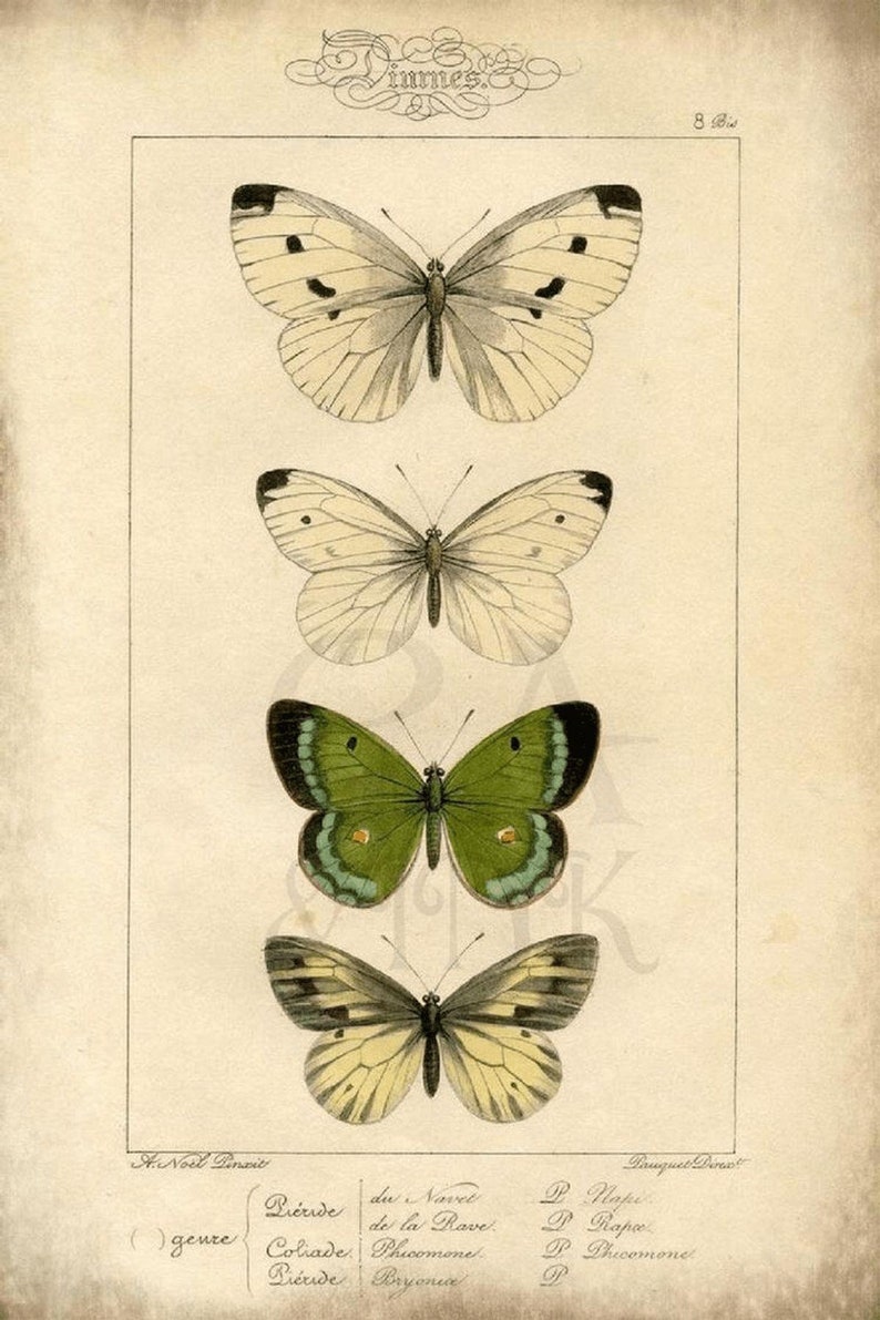 55 Pcs Fairycore Posters Fairycore Room Decor Fairycore - Etsy