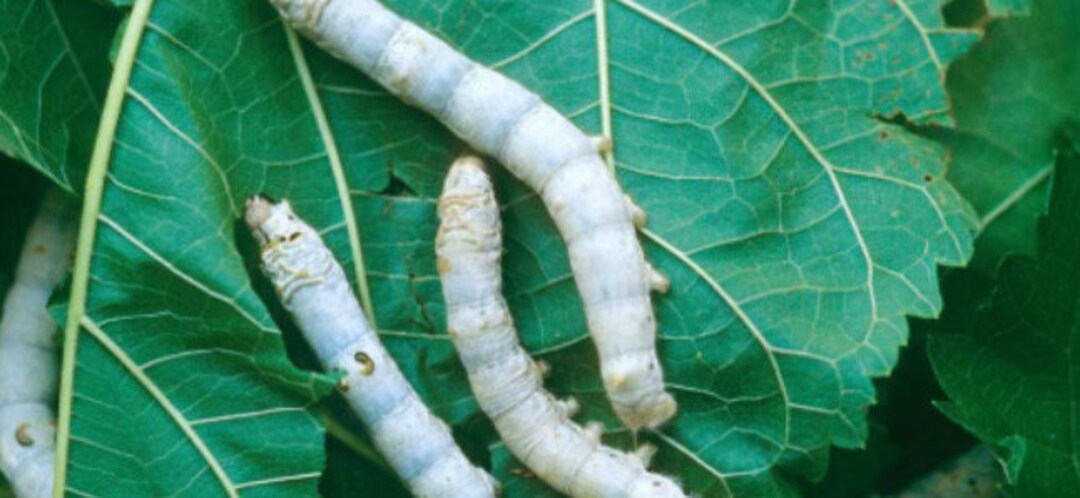 10 White Mulberry Cuttings Morus Alba. Male Tree. Animal Fodder ...