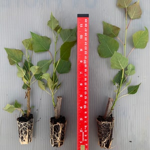 10 Hybrid Poplar Cuttings Op367 - Etsy