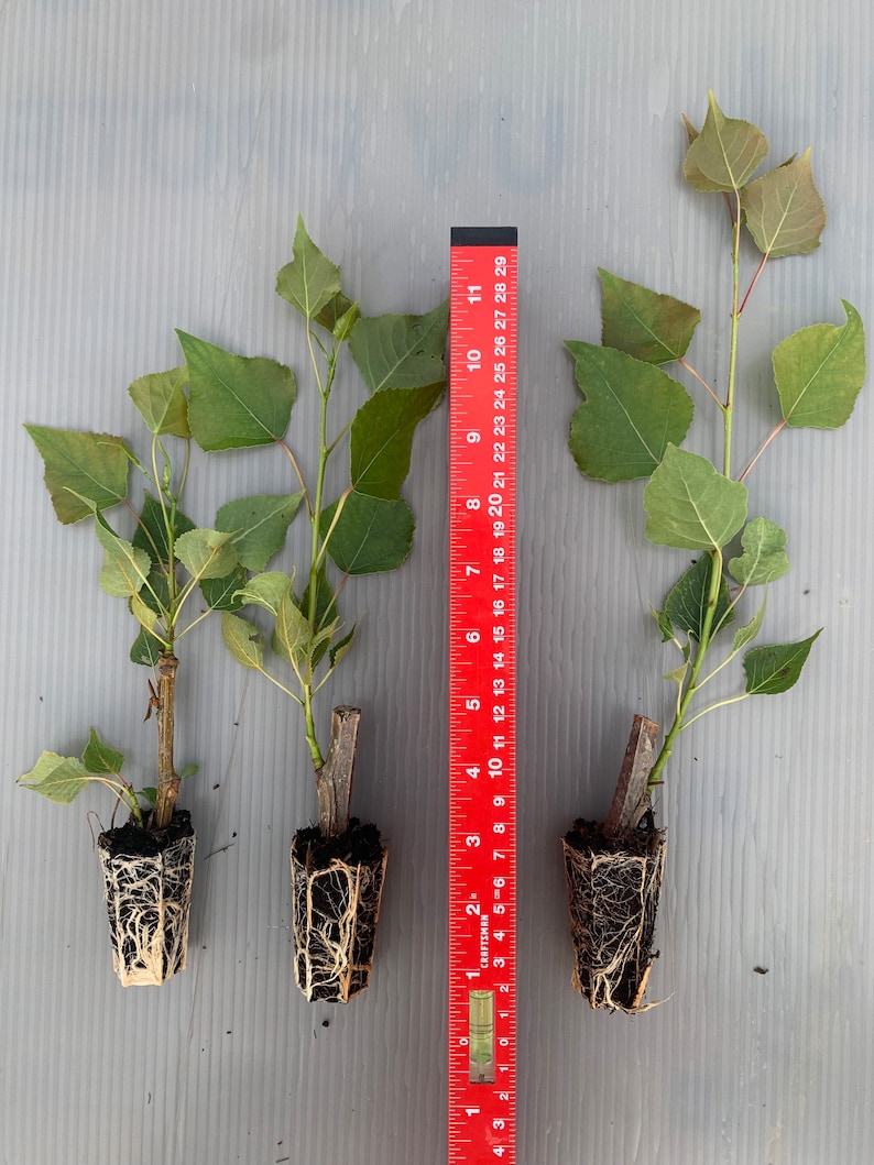 10 Hybrid Poplar Cuttings Op367 - Etsy