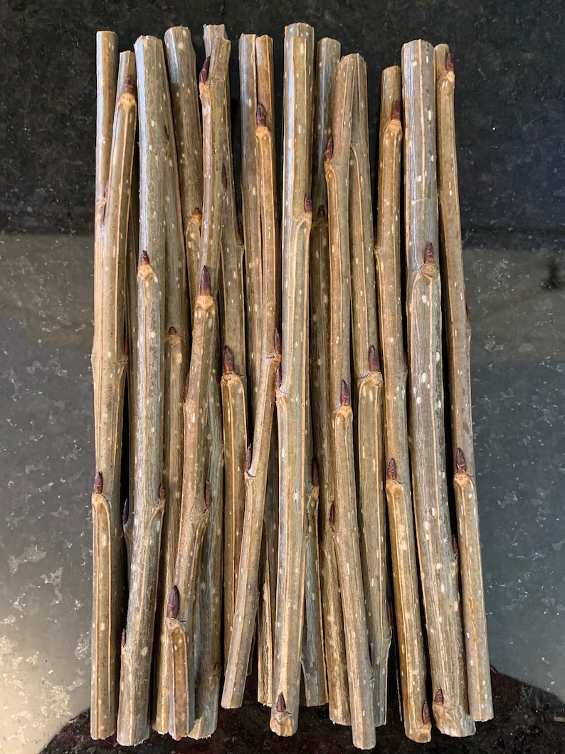 10 Hybrid Poplar Cuttings Op367 - Etsy