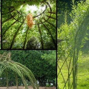 10 Hybrid Willow Cuttings - Etsy