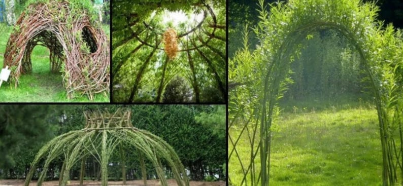 10 Hybrid Willow Trees 1’-2’. Build a Living Fence! - Etsy