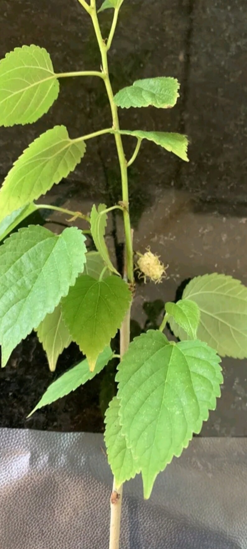 Dwarf Ever Bearing Black Mulberry Tree - Etsy