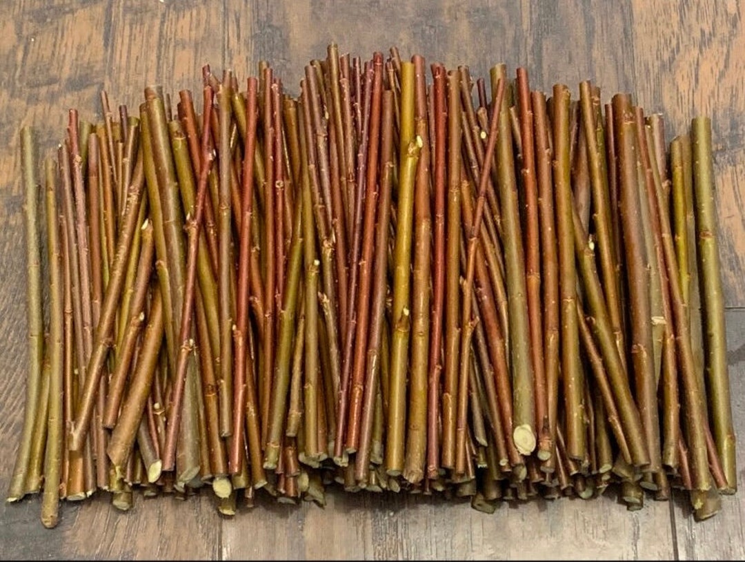 Purple Willow Cuttings - Etsy