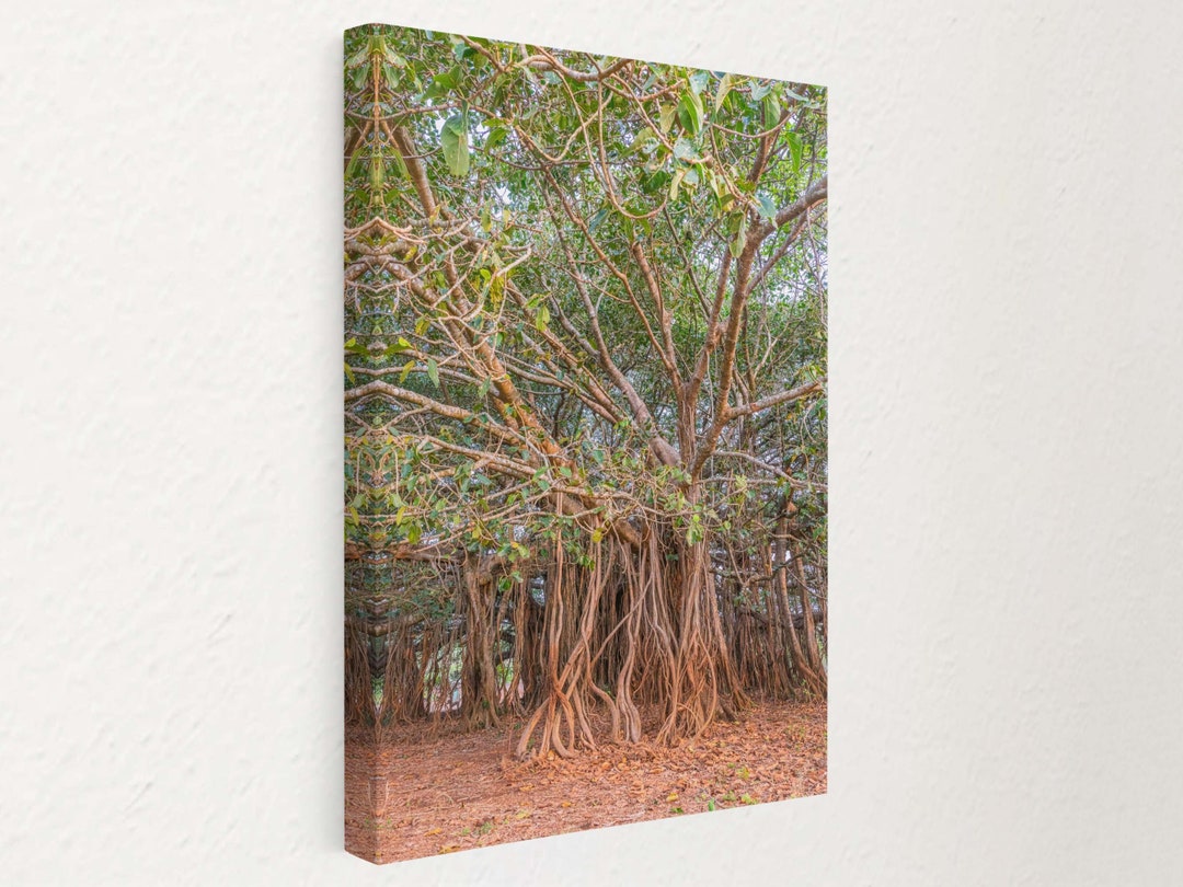 Big Banyan Tree Print Majestic Simple Art Tree Print Wall Art Different ...