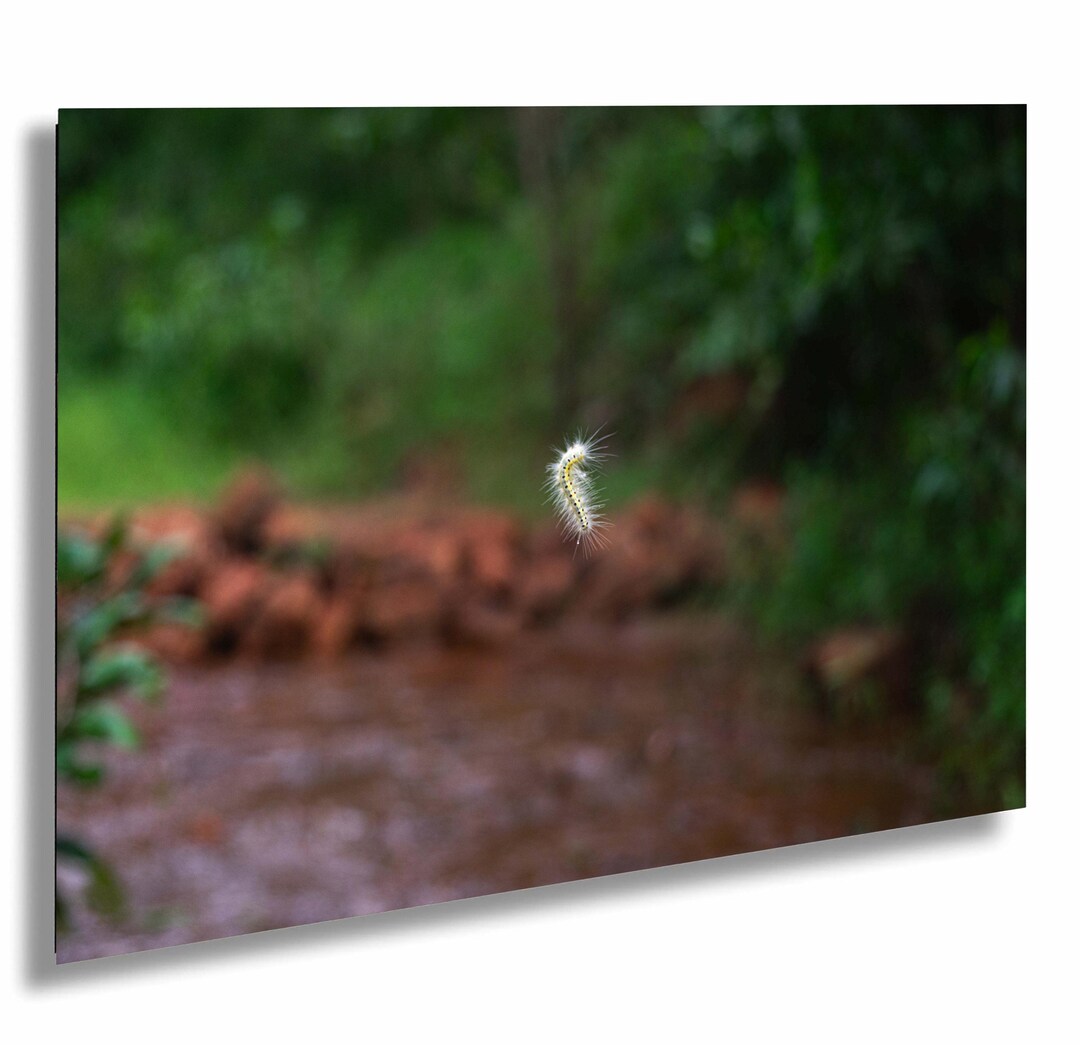 Floating Caterpillar Nature Photography Print - Macro Insect Wall Art ...