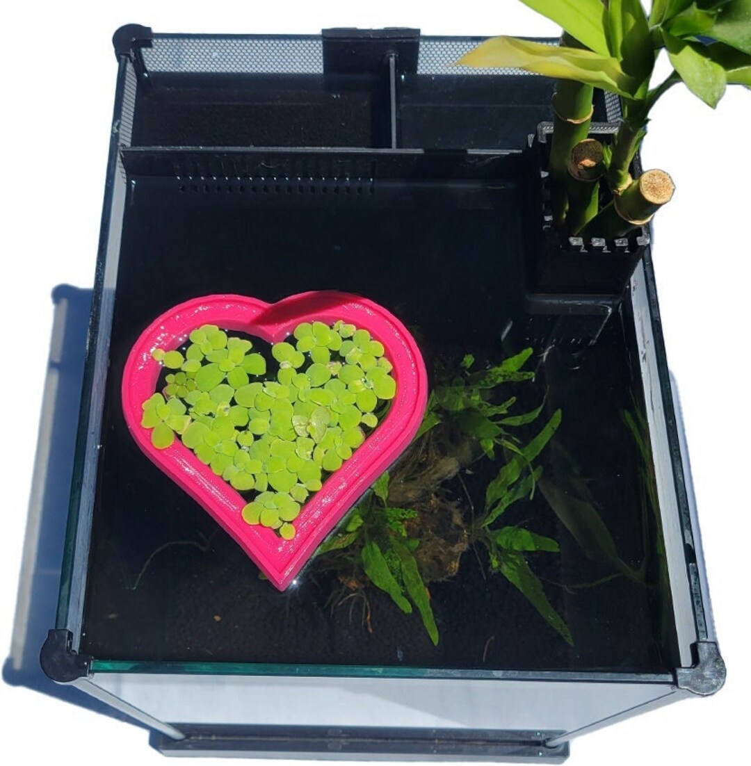 Floating Heart Plant Corral and Feeder Ring - Etsy