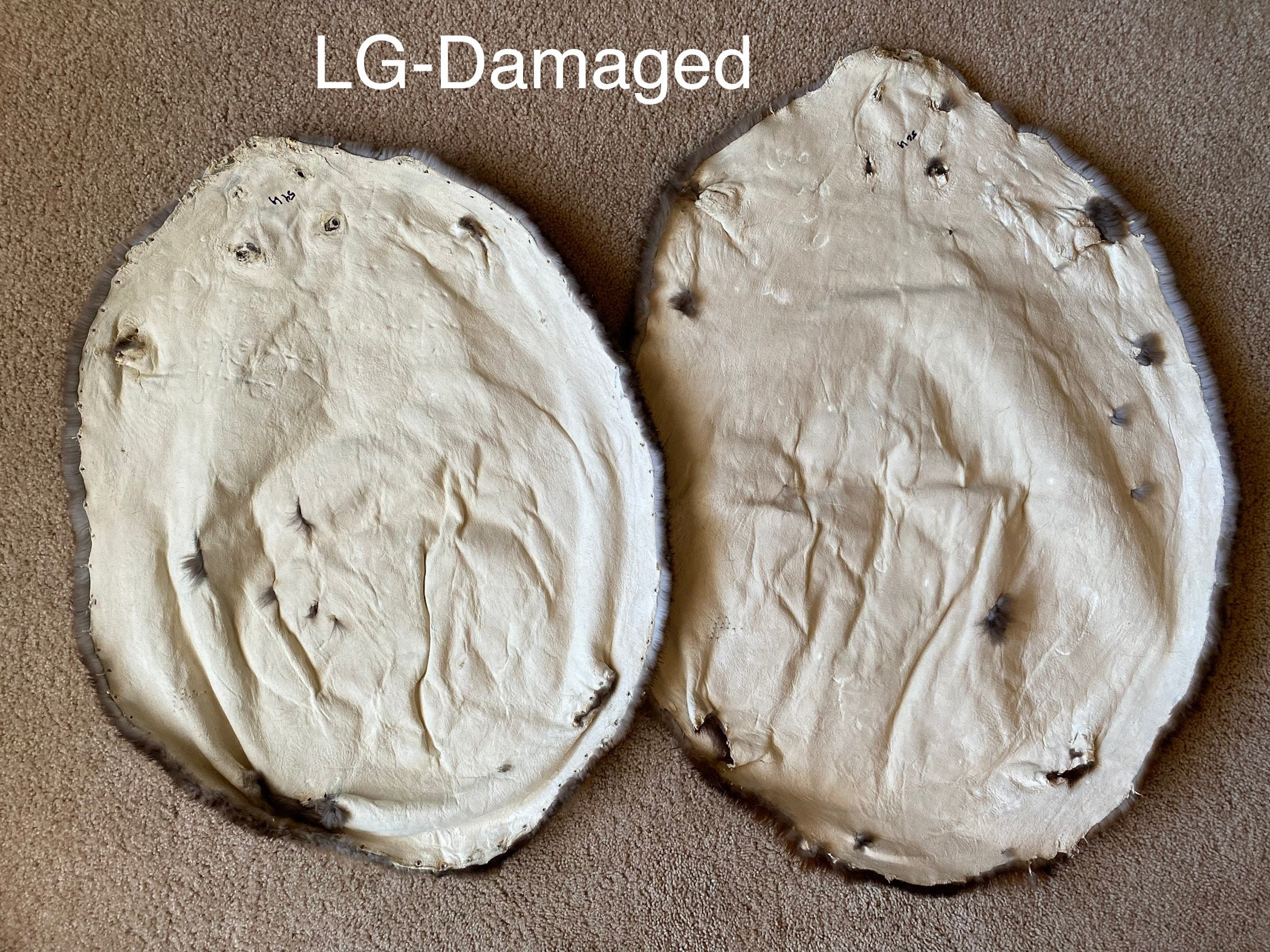 American Beaver Pelt - Etsy