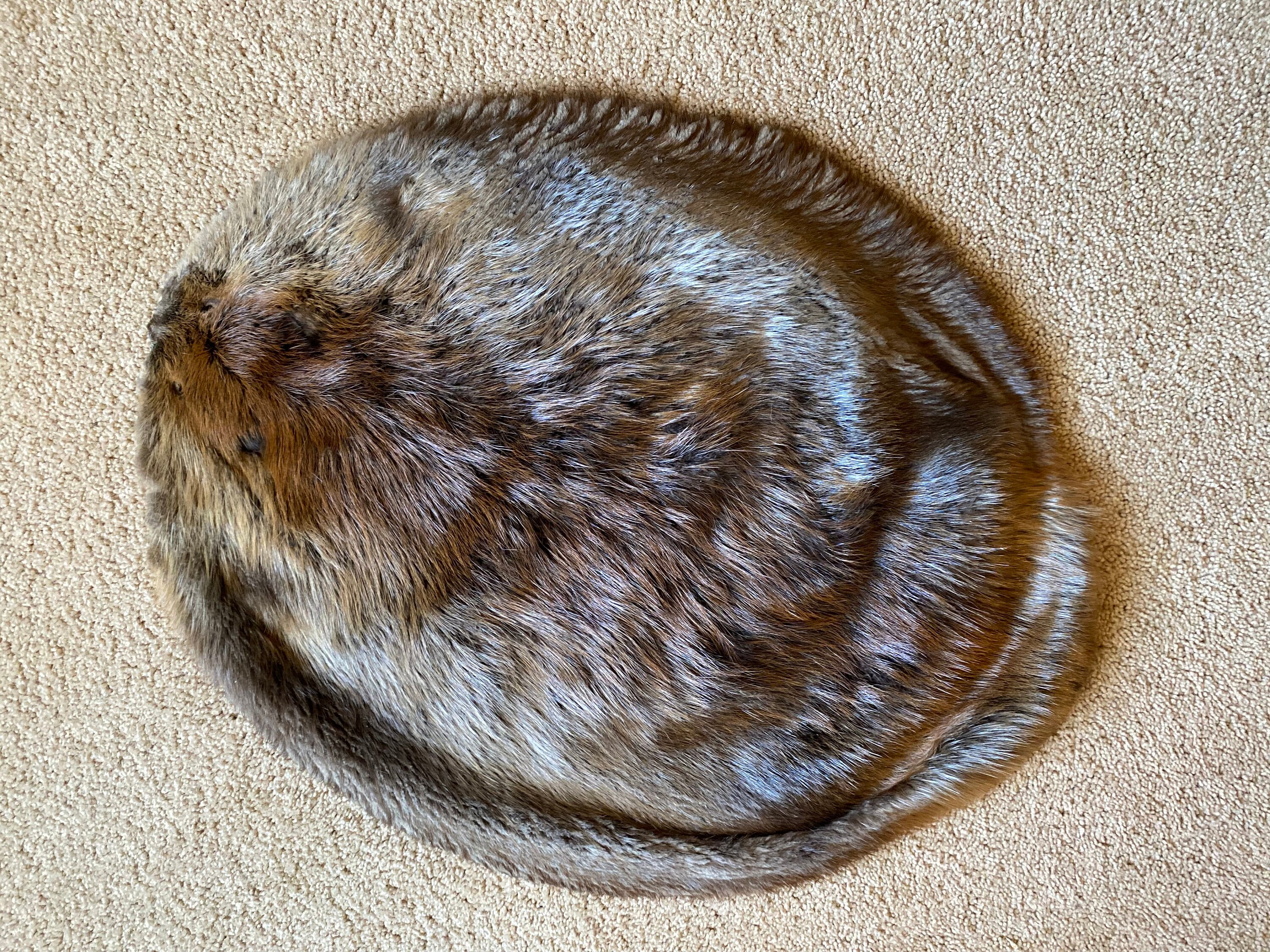 American Beaver Pelt - Etsy