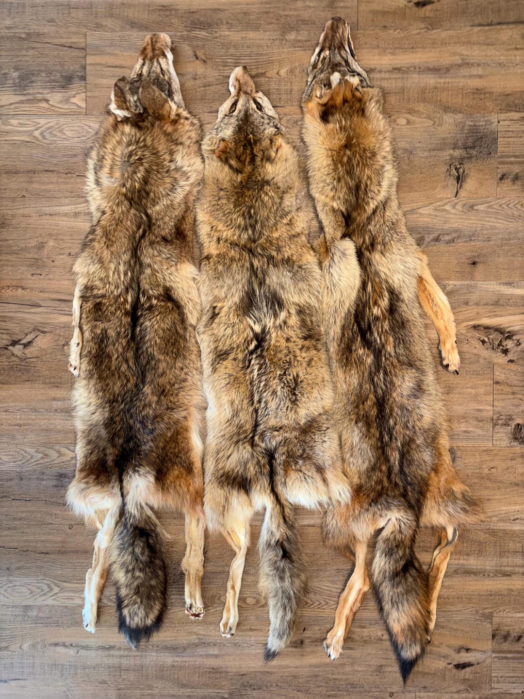 Prime Kansas Coyote Pelt - Etsy
