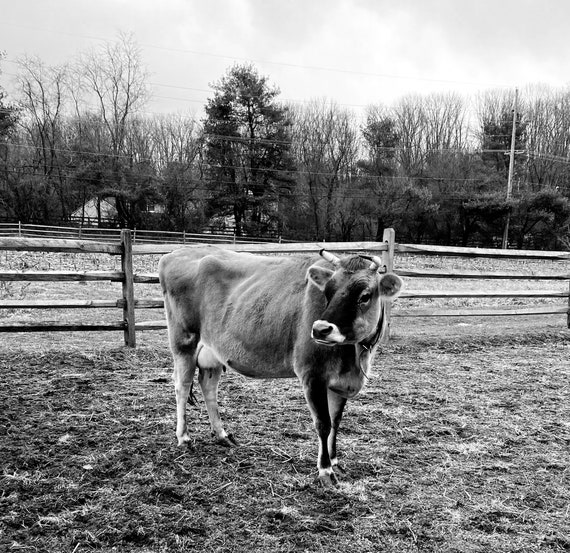 Cow Wall Art Cow Print Rustic Home Decor Cattle - Etsy