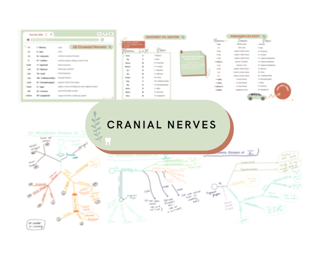 Dental Hygiene Cranial Nerves and Trigeminal Nerve Study Guide- Digital ...