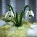 Snowdrop Knitting Pattern - Etsy UK