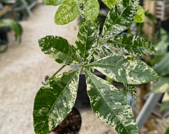 Variegated Money Tree Aurea Variegated on Sale Christinas Garden Ship ...
