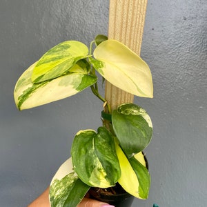 Scindapsus 'jadę Satin' yellow Variegation 4 - Etsy