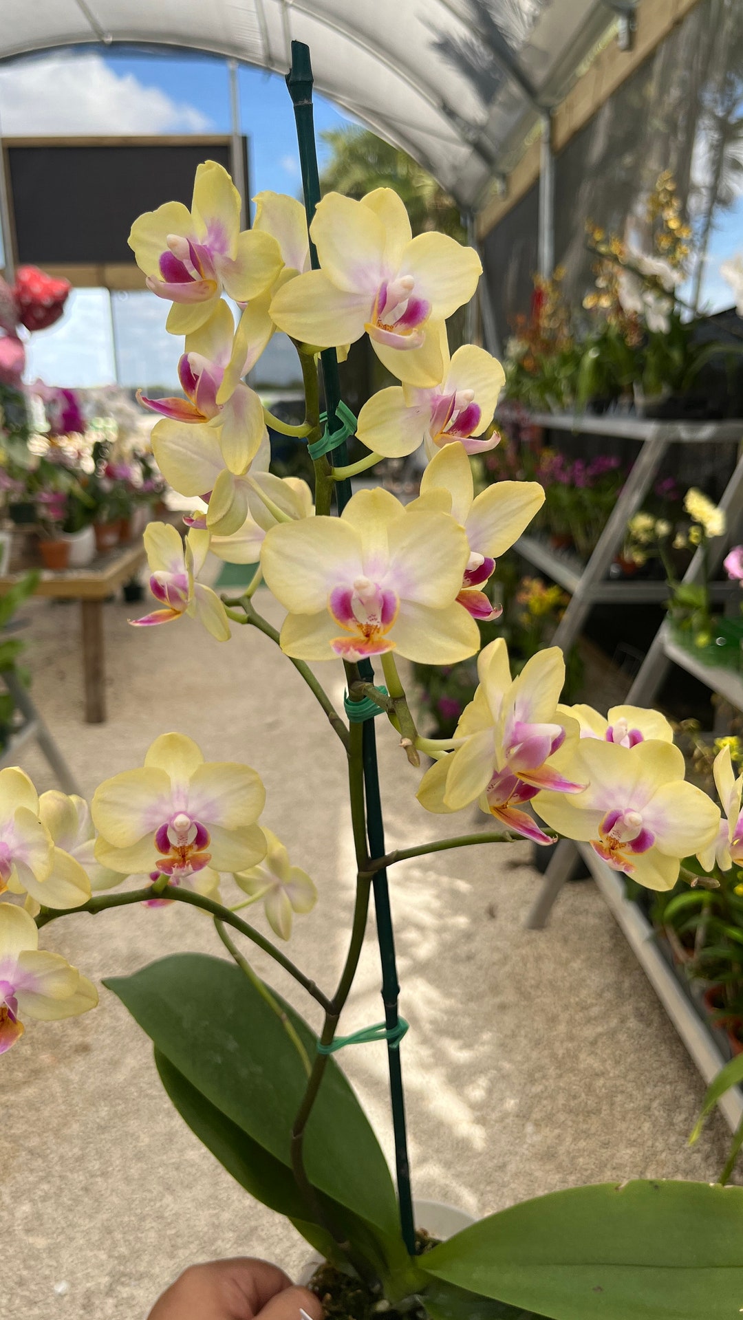 Phal Shin Yellow Moon 4 - Etsy