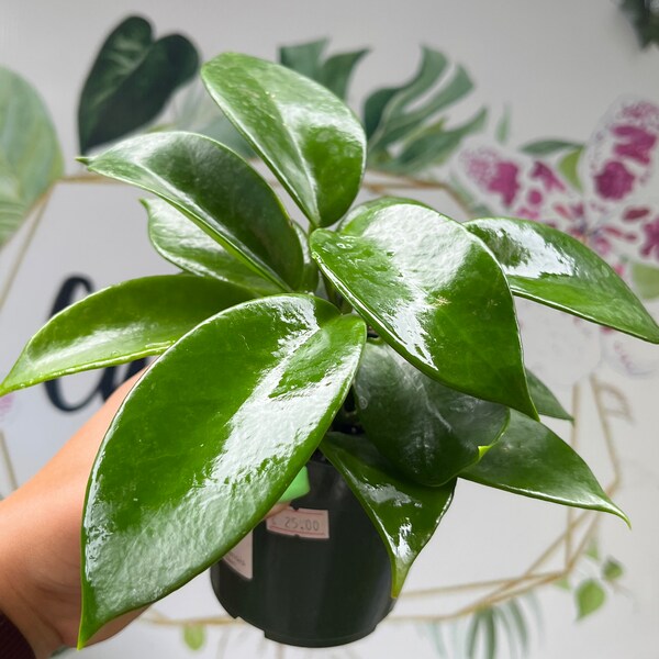 Hoya Gigas - Etsy