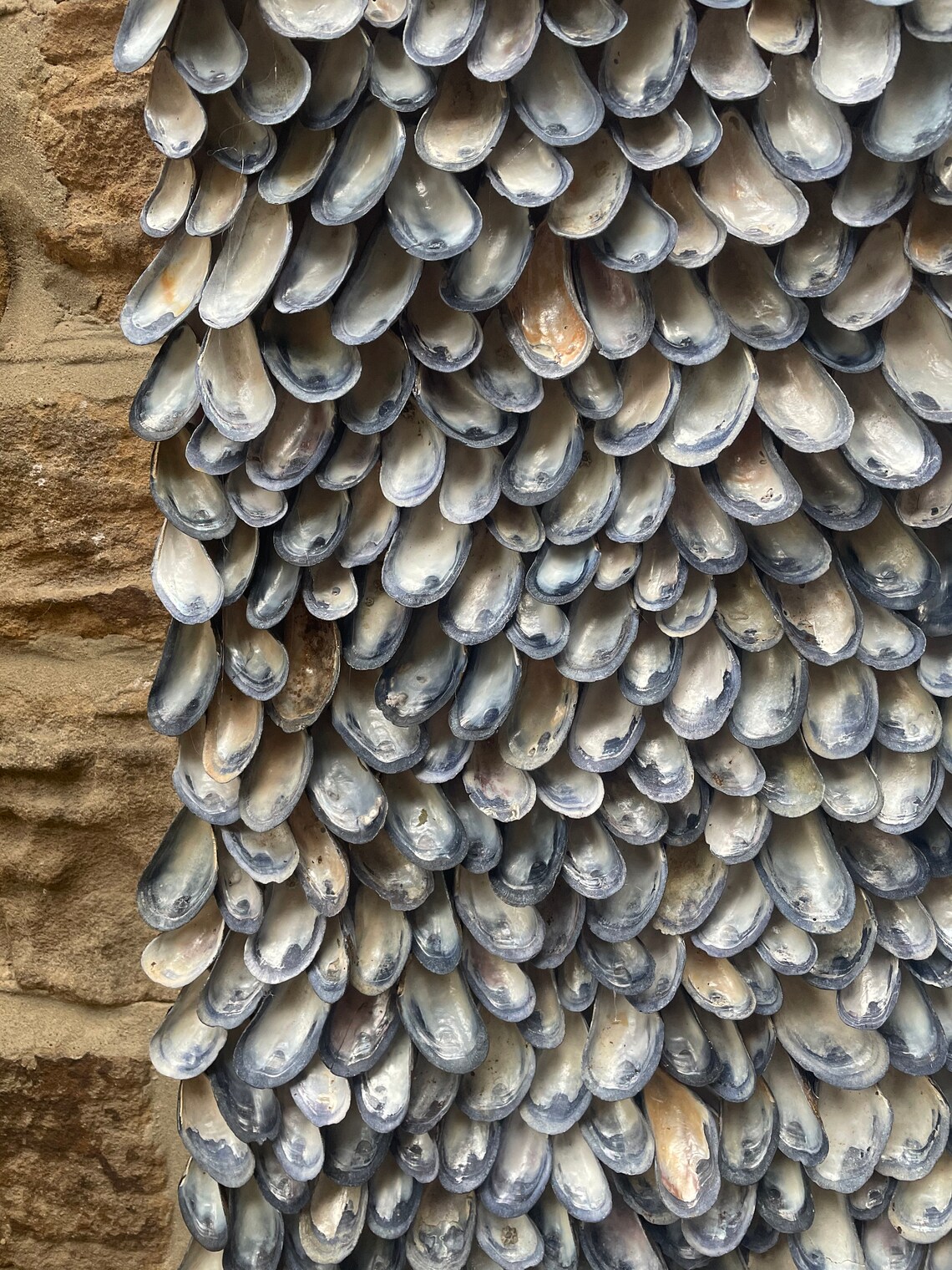 3D mussel shell wall art canvas | Etsy